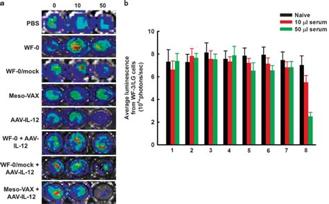 Mesothelin Specific Complement Dependent Cell Mediated Cytotoxicity