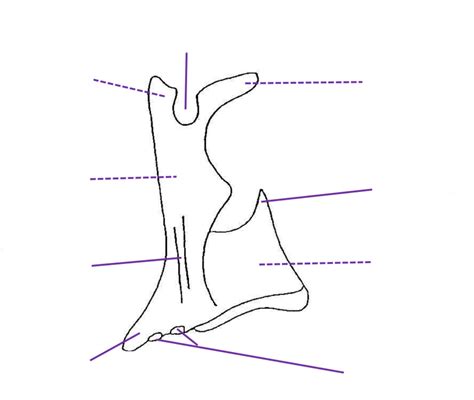 Diagram Of 1 Quizlet