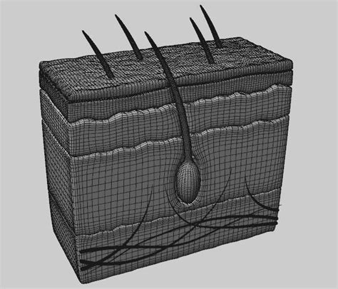 Human Scalp 3d Model 3d Model Cgtrader