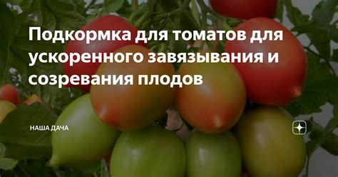 Подкормка для томатов для ускоренного завязывания и созревания плодов Наша Дача Дзен