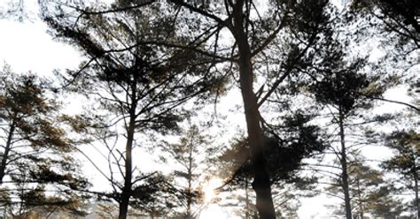 2012 한국 관광의 별 금강소나무숲 등 선정