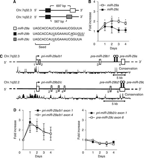 Cebpa Activates Mir 29b At The Pri Mir 29ab1 Locus On Chromosome