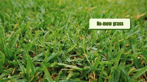 Types Of Grass That Hardly Require Mowing