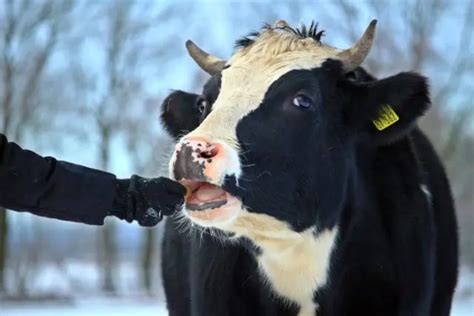 Factors Affecting The Milk Production Of Cattle Healthy Food Near Me