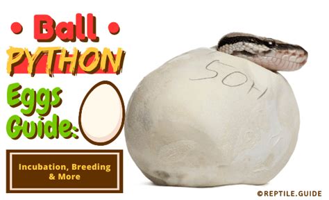 Ball Python Eggs Guide Incubation Breeding More