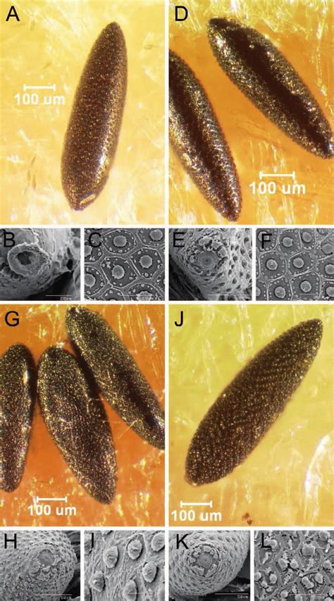 Aedes Aegypti A C Ae Albopictus D F Ae Japonicus Japonicus