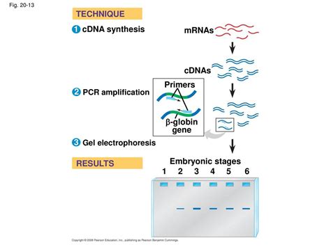 Chapter 20 Biotechnology Ppt Download