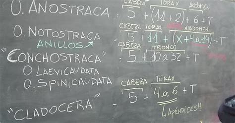 Branchiopoda Album On Imgur