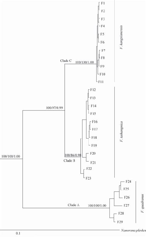 Maximum Likelihood Ml Tree Based On Partial Mitochondrial Nd2 Gene