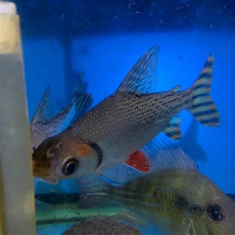 Flagtail Prochilodus For Sale Exotic Fish Shop 774 400 4598