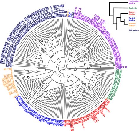 Upgma Rooted Dendrogram Based On Bruvos Genetic Distance From 15 Ssr