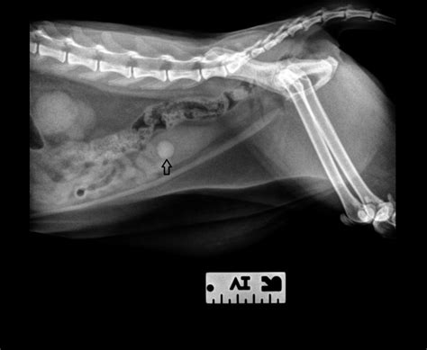Bladder Stones In Cats Prognosis At Harry Christison Blog