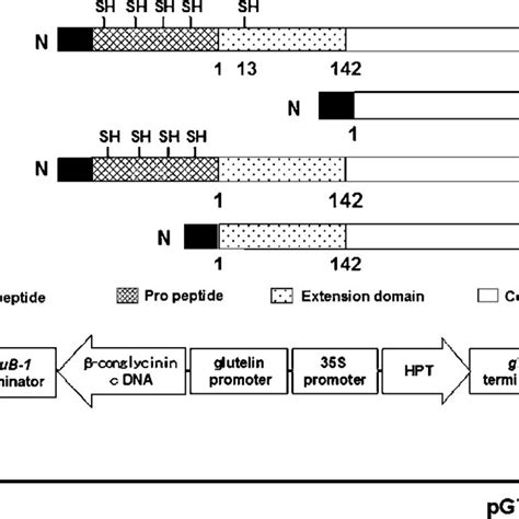 Schematic Presentation Of The Structure Of Wild Type And Mutated Download Scientific Diagram