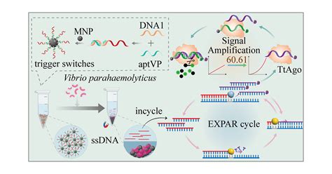 Real Time Fluorescence Aptasensor Based On Programmable Switch Coupled Exponential Amplification