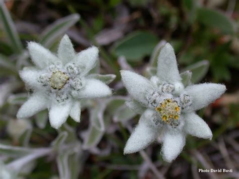 L'Edelweiss, une plante alpine d'origine asiatique — Département de ...