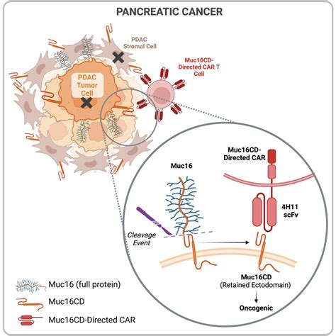 Muc16cd Is A Novel Car T Cell Target Antigen For The Treatment Of