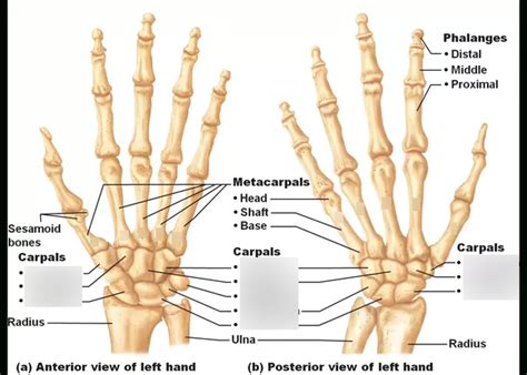 Carpals Labeled