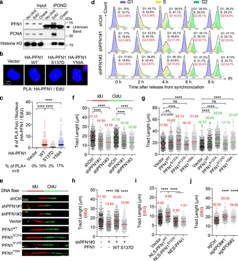 Pfn1 Is Important For Unperturbed Dna Replication A Pfn1 Is Detected On