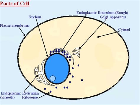 Subcellular Meaning