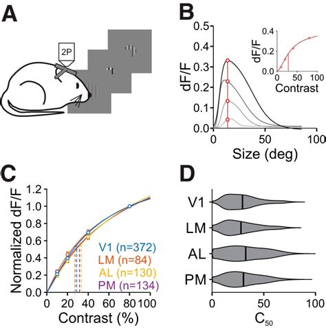 Unique Spatial Integration In Mouse Primary Visual Cortex And Higher