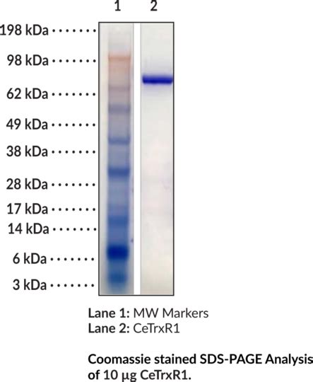 Thioredoxin Reductase 1 C Elegans Recombinant