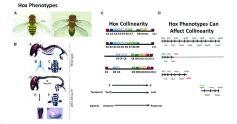 Introducing The Hox Genes The Hox Genes Specify Different Levels