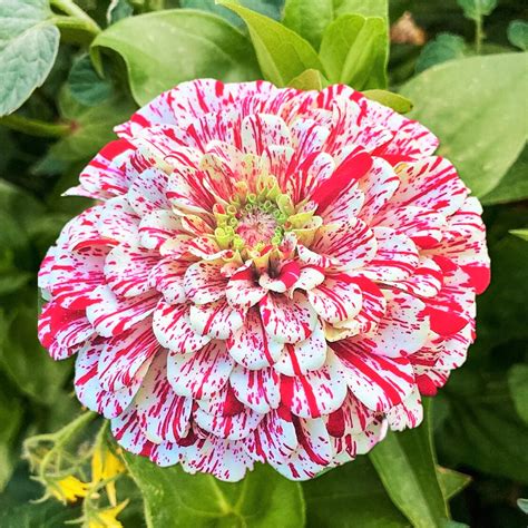 200 Candy Stripe Zinnia Flower Seeds New Hill Farms