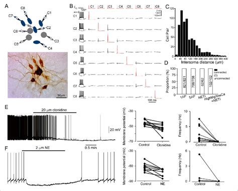 chemical transmission between lc ne neurons a simultaneous