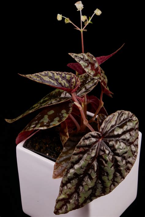 Begonia variabilis - Conny Cramer Plants