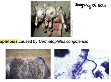 Bacterio And Myco Lecture 3 Flashcards Quizlet