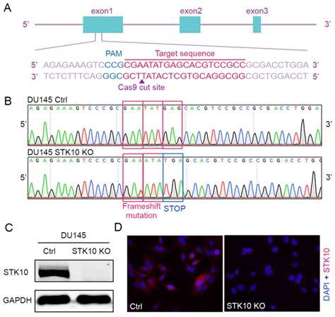 Stk10 Knockout Inhibits Cell Migration And Promotes Cell Proliferation Via Modulating The