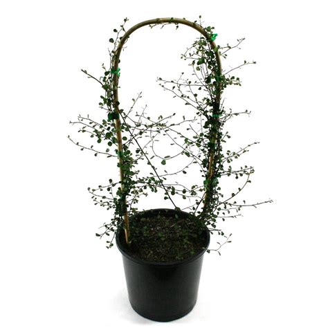 Muehlenbeckia Complexa Overland Nurseries