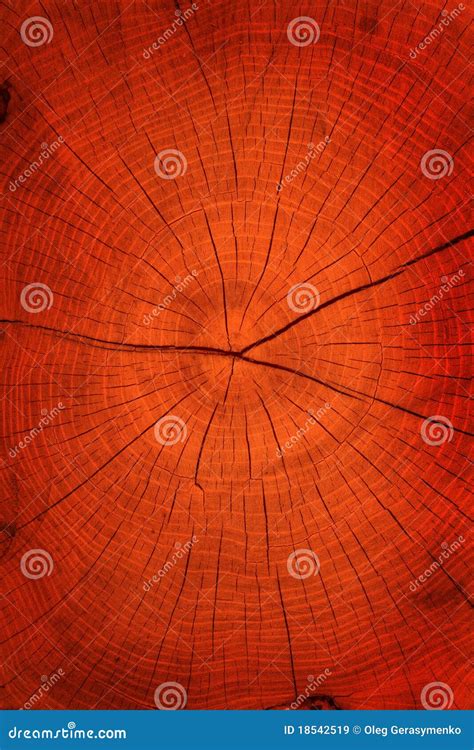 Hardwood Tree Cutting Trunk Backgroundsnatural Cut Stump Wooden