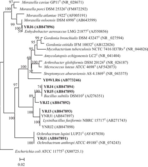 the phylogenetic tree from multiple sequence alignment of the 16s rdna