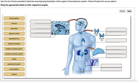 Solved Use The List Of Terms Provided To Label The Accompanying Illustration Of The Organs Of