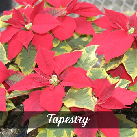 Poinsettias And National Poinsettia Day Straders Garden Centers