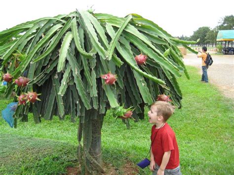 Photo Of Dragon Fruit Plant Dragon Fruit Farm Grow At Home