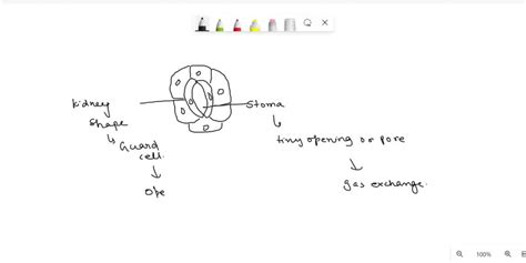 SOLVED Explain With The Neat Labelled Diagram Of The Structure Of Stomata