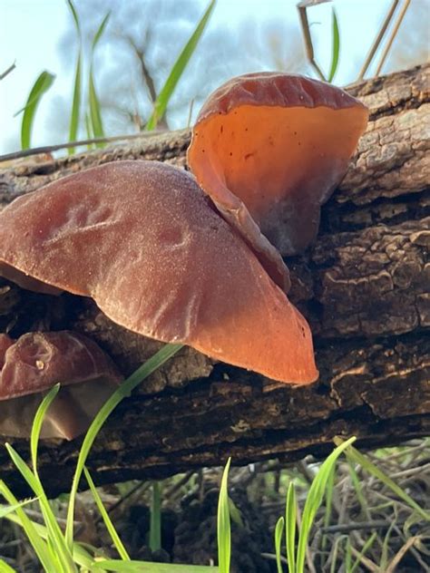Mushroom Edibility Detector Object Detection Dataset V Pm By Mushroom