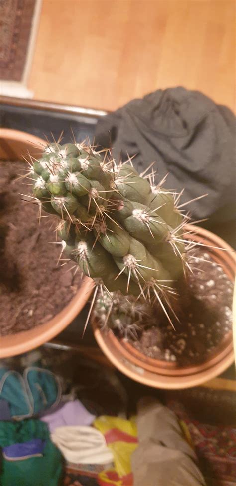 Please Help Me Identify This Cactus Rsanpedrocactus