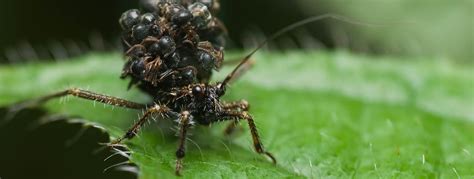 Assassin Bug Facts Insects In Education