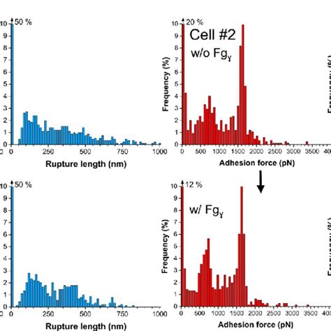Fnbpb−cdsn Interaction Is Not Altered By The Fibrinogen γ Chain Download Scientific Diagram