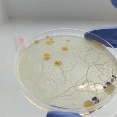 Bacterial Isolates From Marine Sediments Tropical Region Researchgate