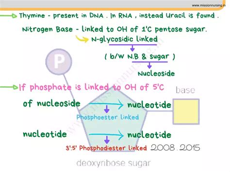 Molecular Basis Of Inheritance Neet Notes Mission Nursing