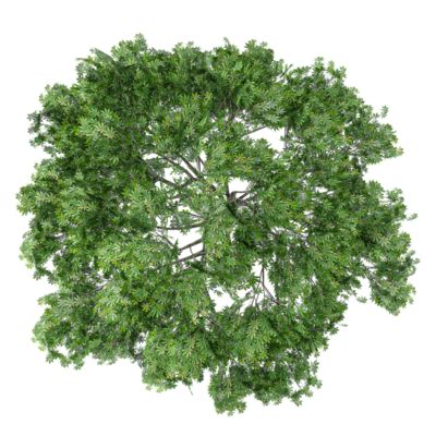 Tree Plan View PNGs For Free Download Tree Plan View PNGs For Free Download