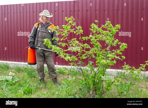 Man Treats Fruit Trees From Diseases And Insects Pests In The Garden