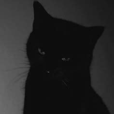 Black Cat Pfps And Icons For Discord Instagram And Tiktok