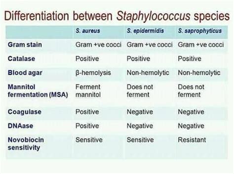 Staphyloco Md Qaisher Ali M Sc Mlt Microbiology Official Facebook