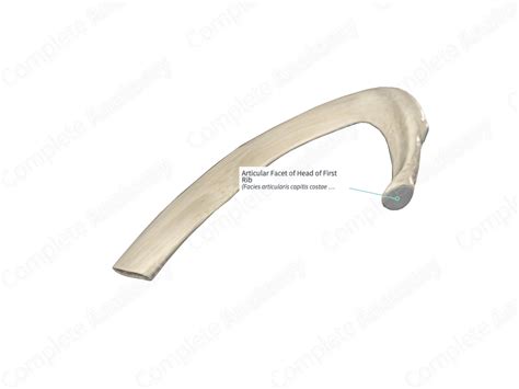 Articular Facet Of Head Of First Rib Complete Anatomy