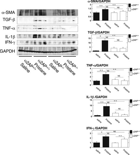 α2ap Deficiency Attenuated The Inflammatory Cytokine Production In The